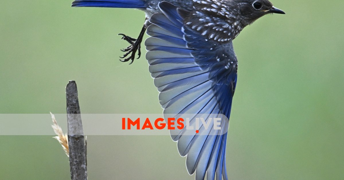 ImagesLive - Fancy Flight Bluebird