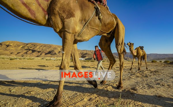 ImagesLive - Bedouin Wadi Zalaga Camel Race In The South Of Sinai, Egypt.